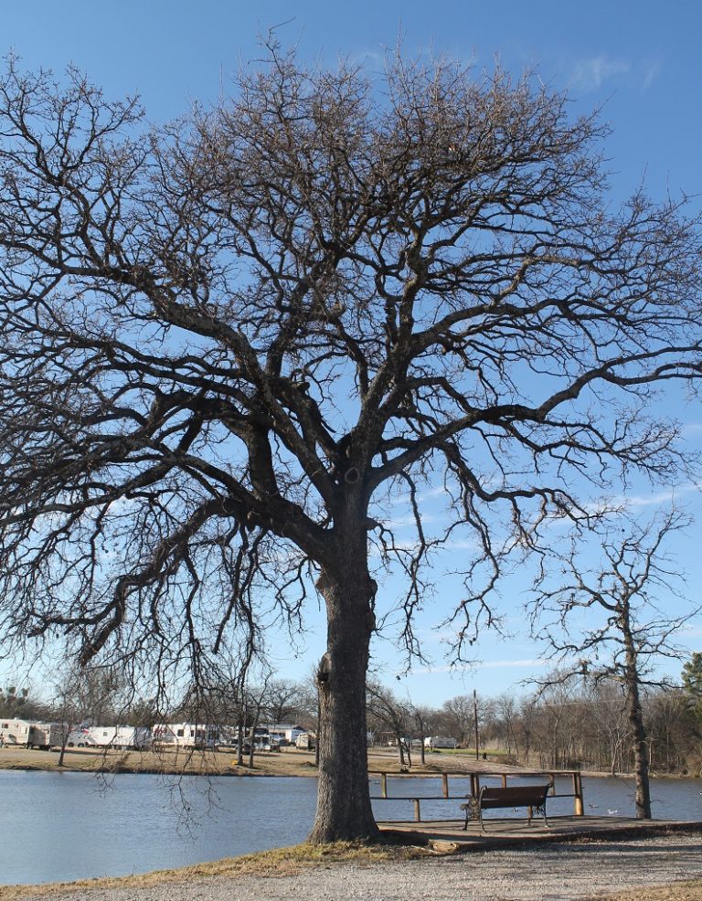 IMG_6675 - Shady Lake RV Park